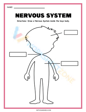 Grade 5 Nervous System Worksheets 2024