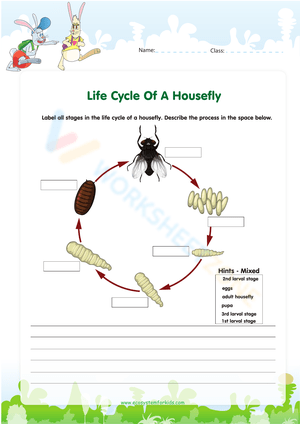 Free Printable & Interactive 2nd Grade Life Cycle Worksheets