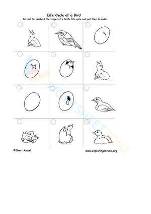 Free Printable & Interactive Life Cycle of A Bird Worksheets