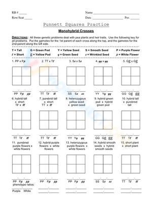 Grade 8 Monohybrid Cross Worksheets 2024