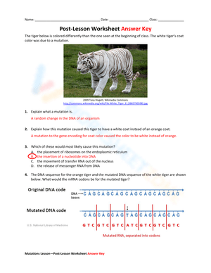 Free Printable Mutations Worksheet with Answer Keys