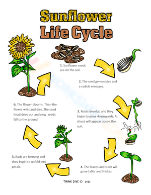 Free Printable & Interactive Life Cycle Worksheets