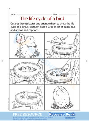 Free Printable & Interactive Life Cycle Worksheets