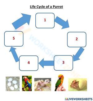Free Printable & Interactive Life Cycle of A Bird Worksheets