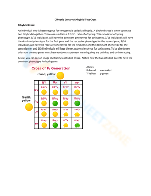 Free Printable Dihybrid Cross Worksheets for Students