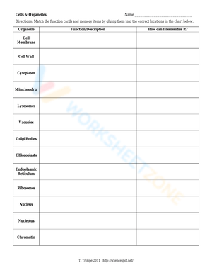Grade 9 Cell Organelles Worksheets 2024