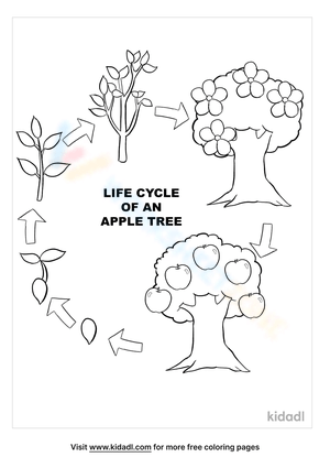 Free Printable Apple Life Cycle Printable Worksheets