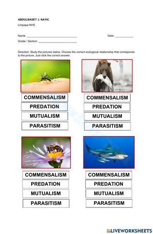 Free Printable Ecological Relationships Worksheets
