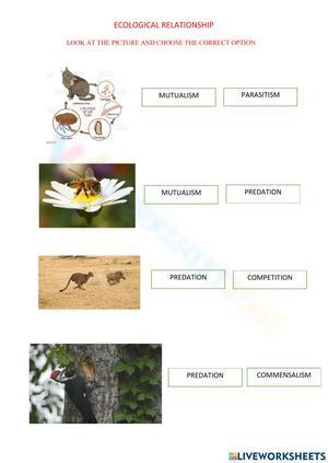 Free Printable Ecological Relationships Worksheets