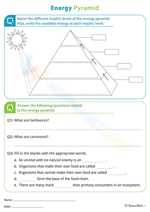 Grade 7 Energy Pyramid Worksheets 2024