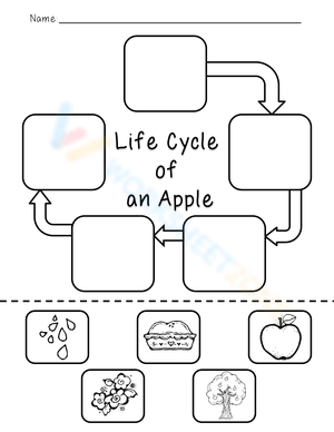 Free Printable Apple Life Cycle Printable Worksheets