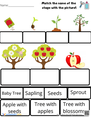 Kindergarten Plants Life Cycle Worksheets 2024