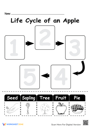 Free Printable Apple Life Cycle Printable Worksheets