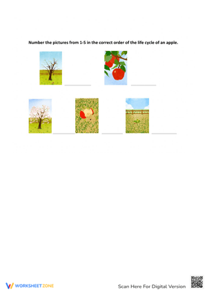 Free Printable Apple Life Cycle Printable Worksheets