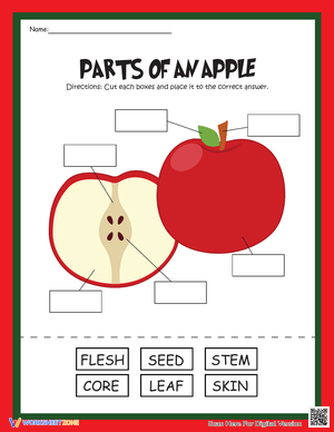 Grade 1 Parts of An Apple Worksheets 2024