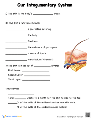 Grade 6 Integumentary System Review Worksheets 2024
