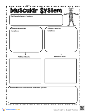Grade 4 Muscular System Worksheets 2024