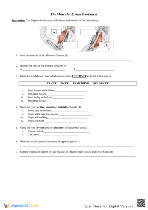 Grade 5 Muscular System Worksheets 2024