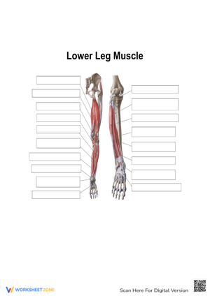 Grade 4 Muscular System Worksheets 2024
