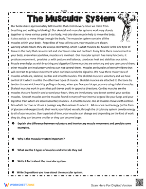 Grade 4 Muscular System Worksheets 2024