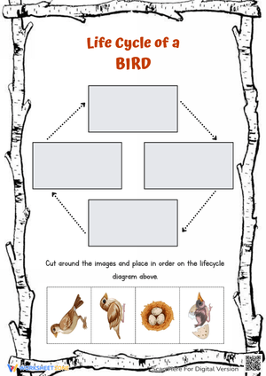 Grade 3 Life Cycle of A Bird Worksheets 2024